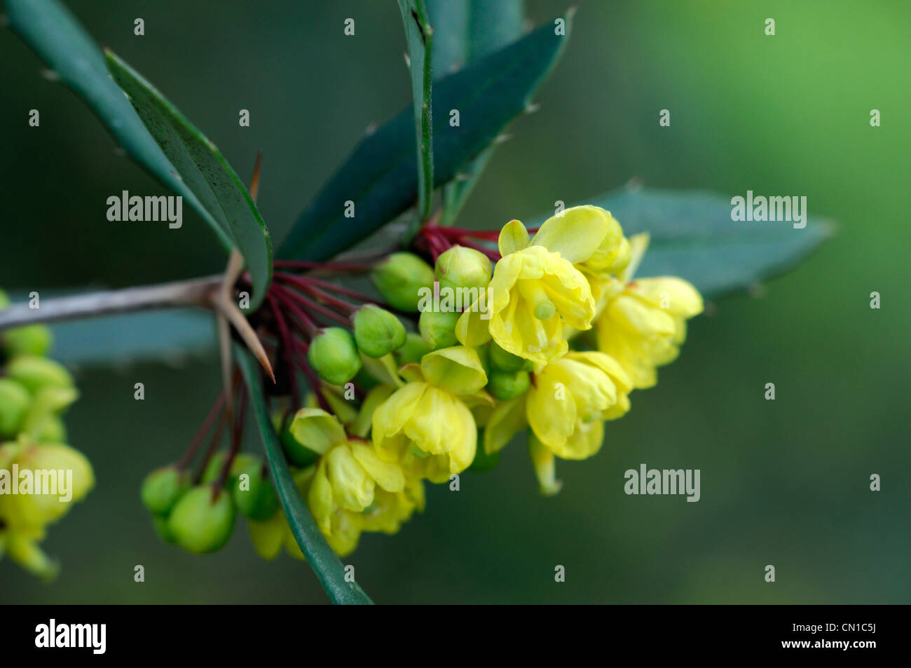 berberis pruinosa spring yellow flowers evergreens shrubs petals plant ...