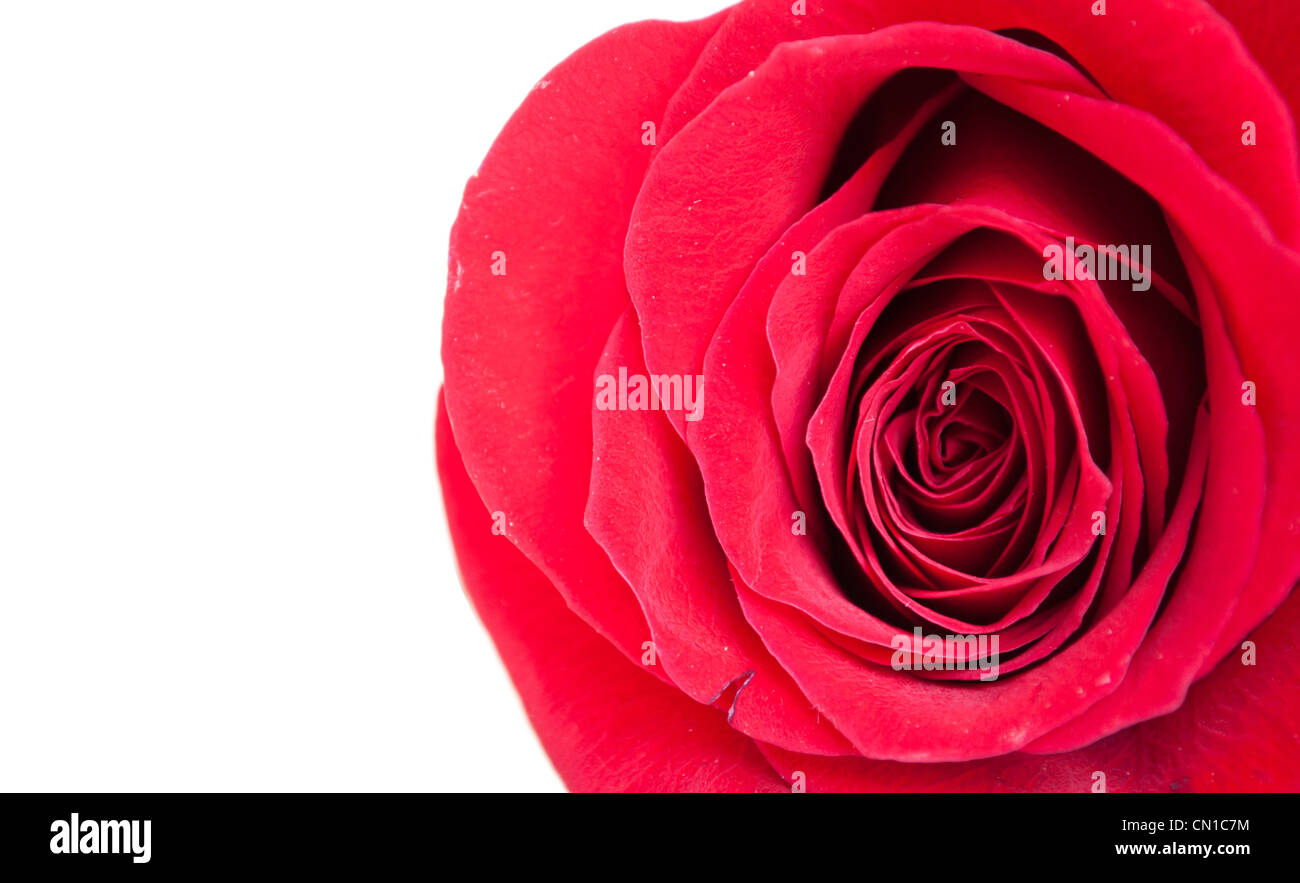 Red rose macro shot Stock Photo - Alamy