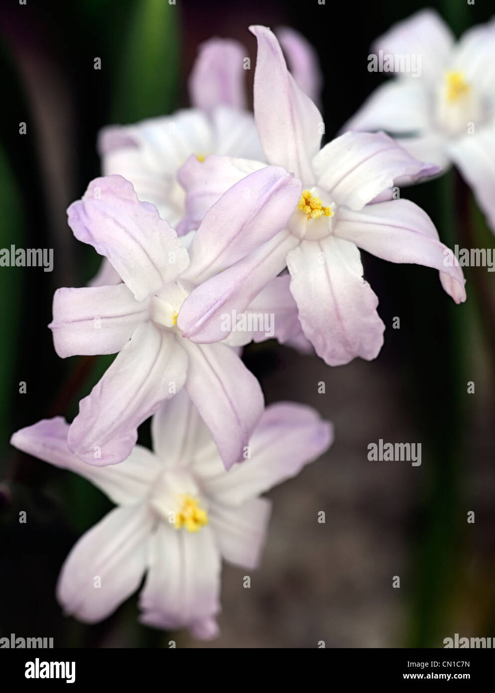 Chionodoxa luciliae pink giant syn Chionodoxa forbesii gigantea Scilla ...
