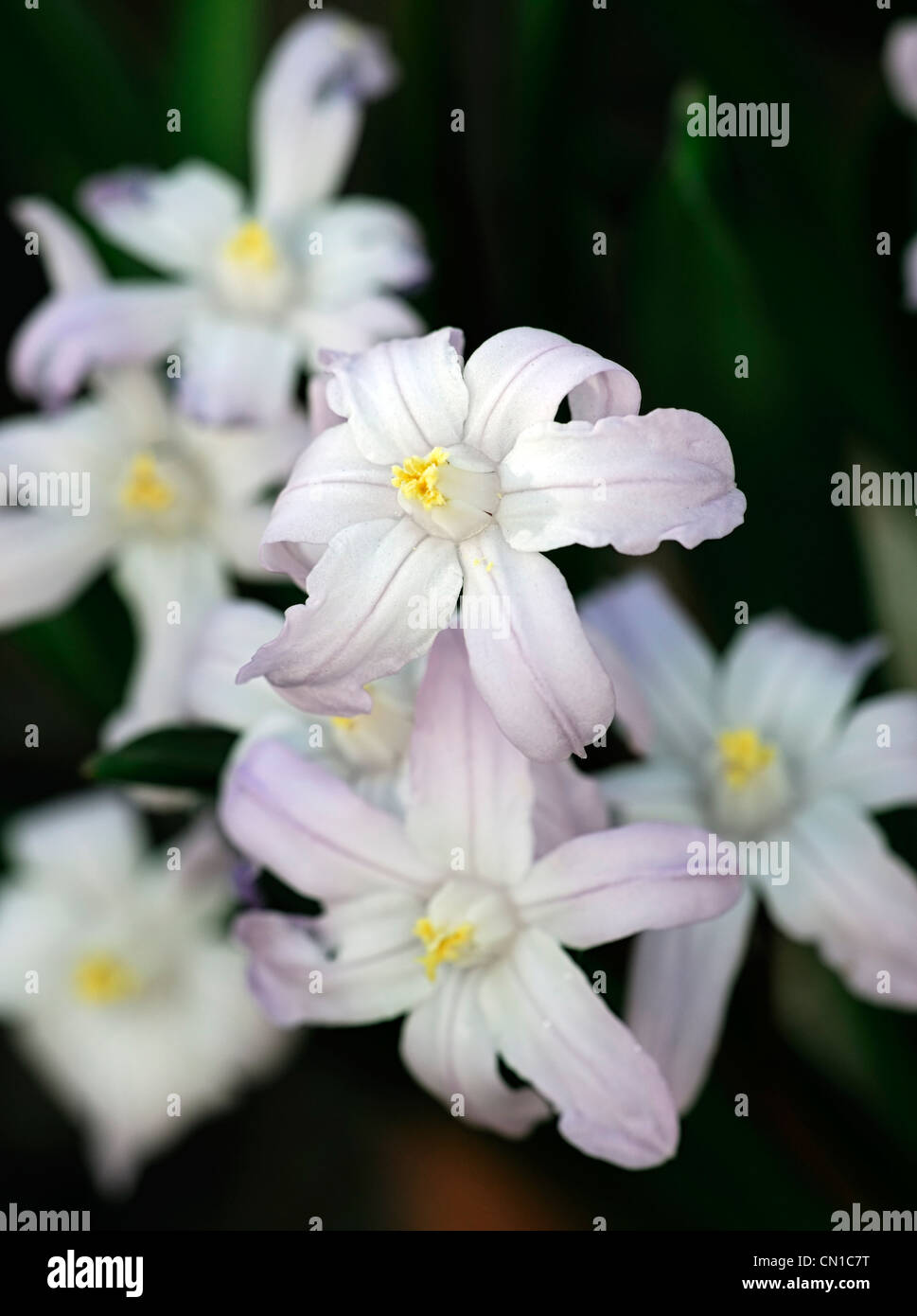 Chionodoxa luciliae pink giant syn Chionodoxa forbesii gigantea Scilla ...