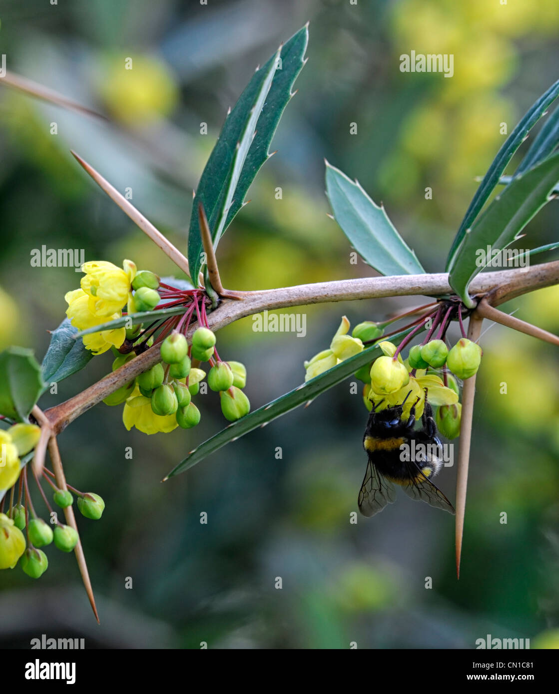 berberis pruinosa spring yellow flowers evergreens shrubs petals plant ...
