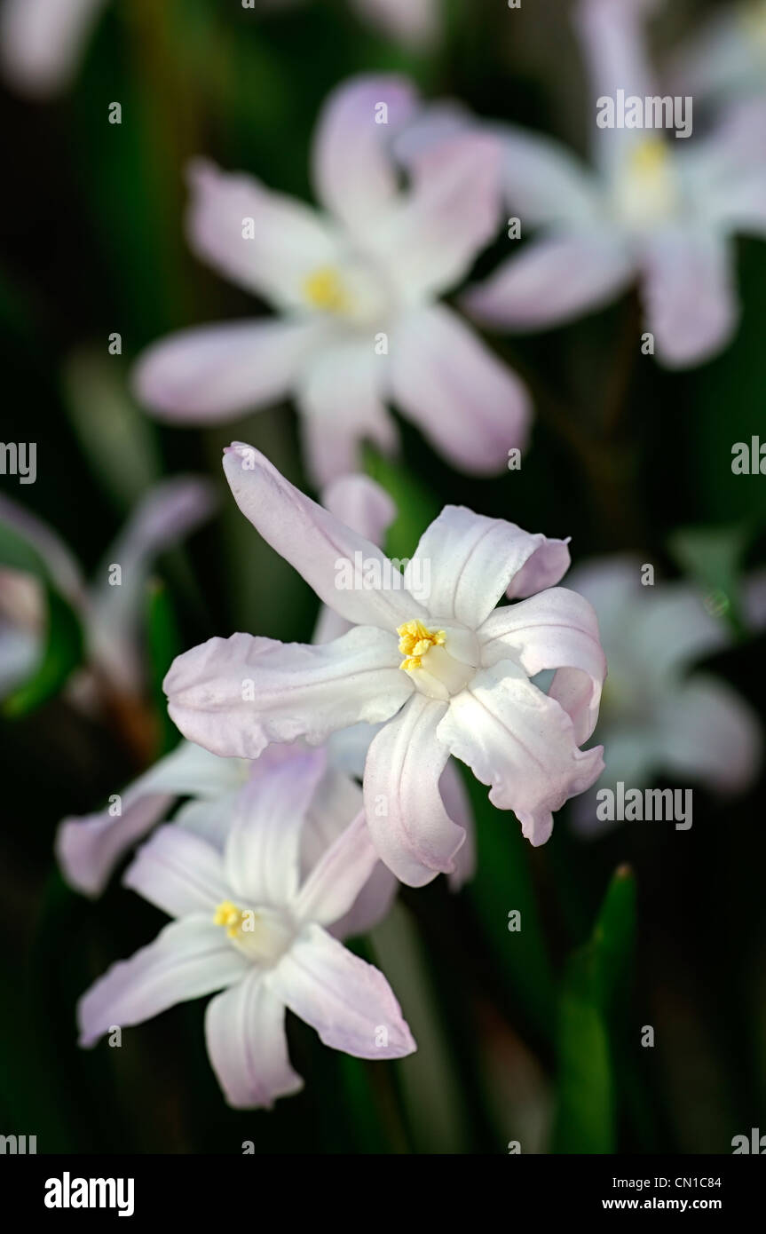Chionodoxa luciliae pink giant syn Chionodoxa forbesii gigantea Scilla ...