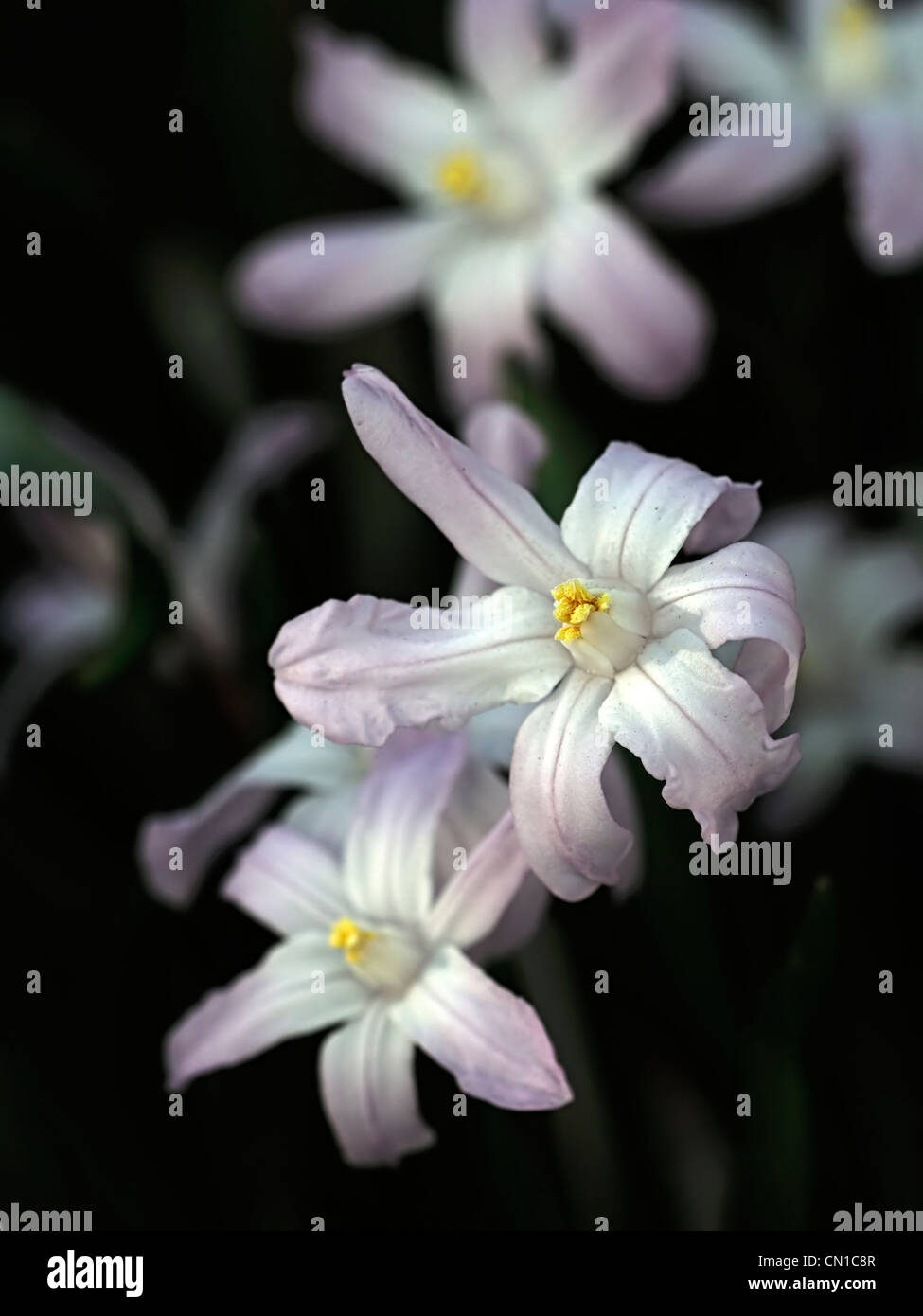 Chionodoxa gigantea hi-res stock photography and images - Alamy