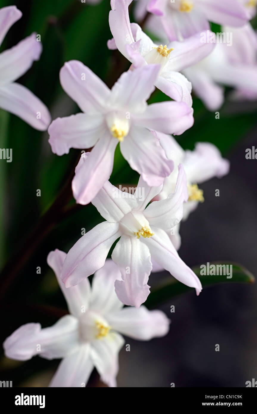 Chionodoxa luciliae pink giant syn Chionodoxa forbesii gigantea Scilla ...