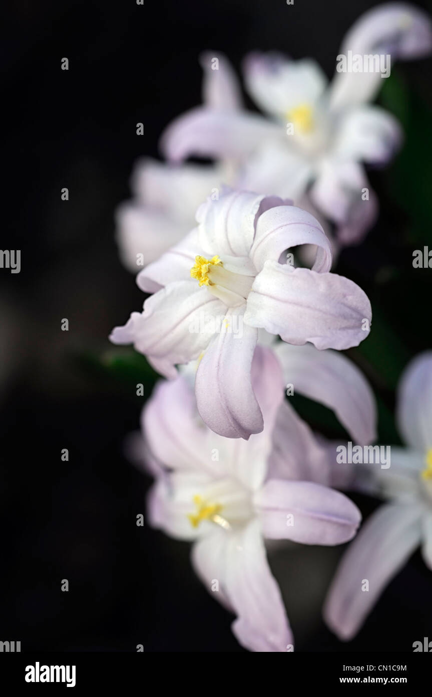 Chionodoxa Gigantea High Resolution Stock Photography and Images - Alamy