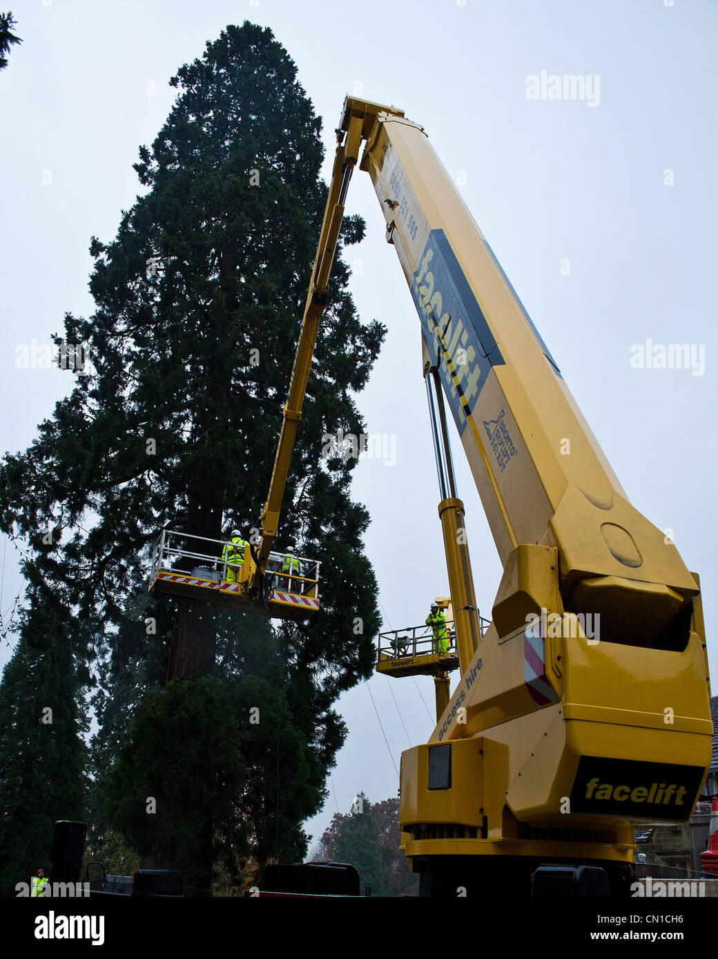The UK's tallest christmas tree is decorated. The 135ft Sierra Redwood ...