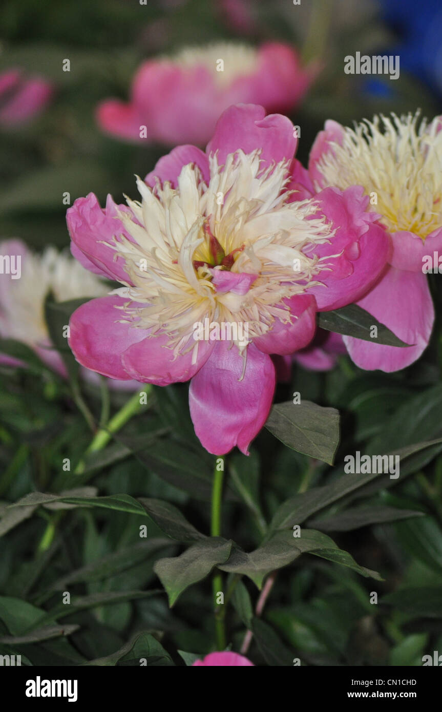 Center of peony hi-res stock photography and images - Alamy