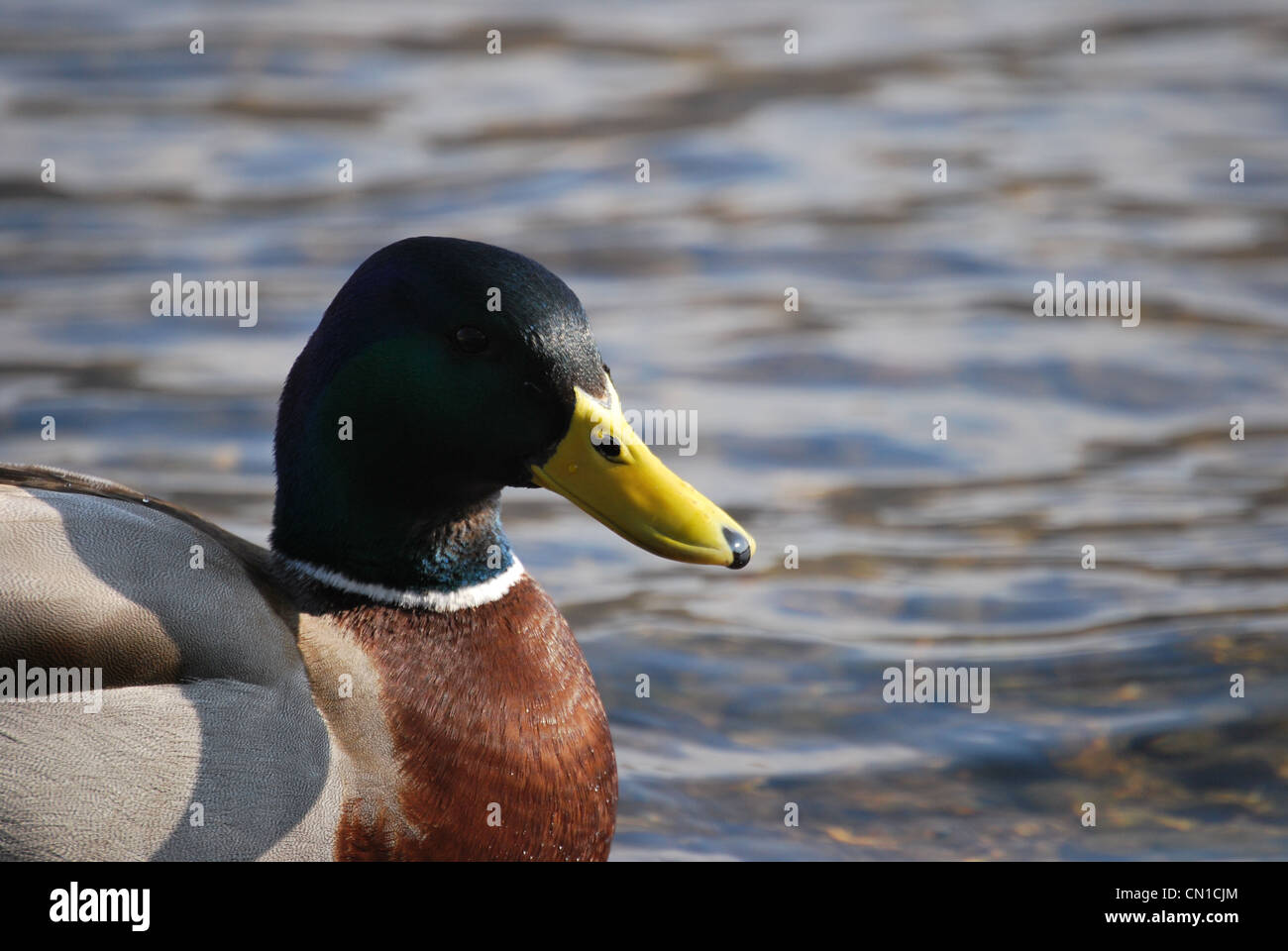 British duck hi-res stock photography and images - Alamy