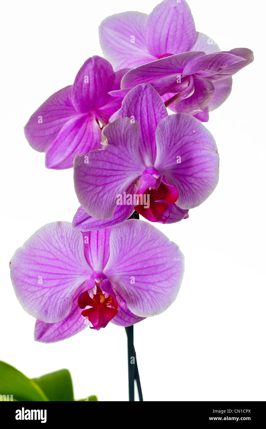 Little lila orchid on a white background Stock Photo - Alamy