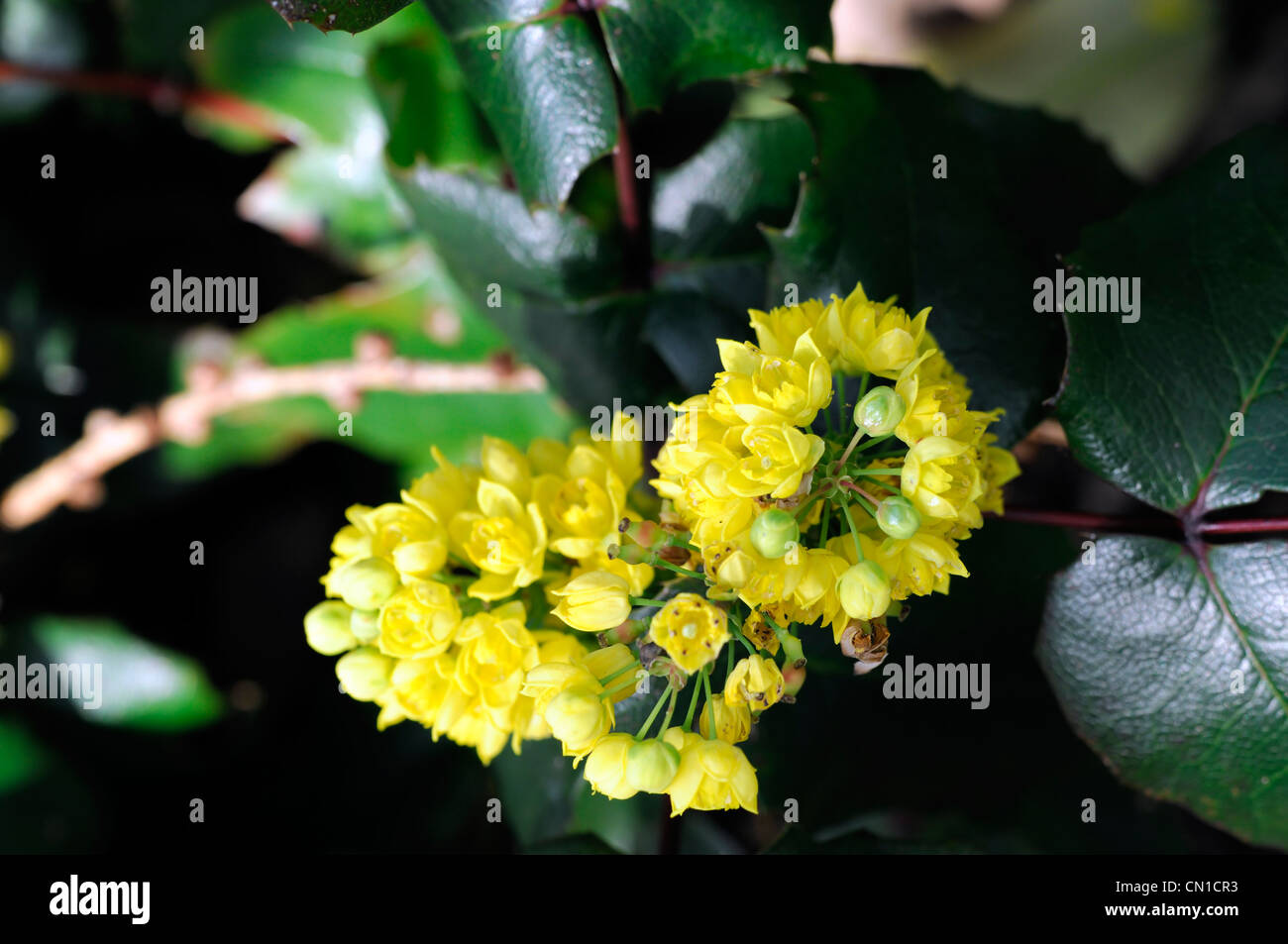 mahonia aquifolium undulata nanum spring yellow flowers closeup scented ...