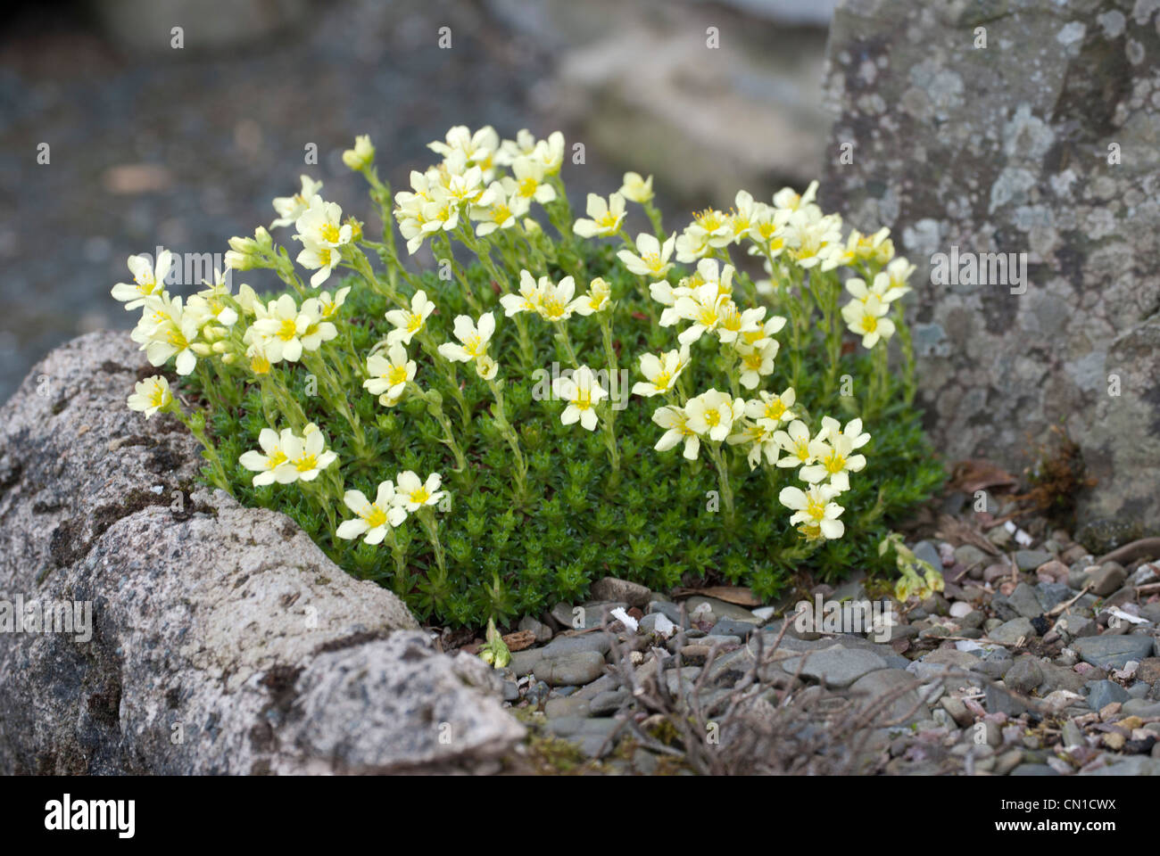 Alpine Yellow Flowers Stock Photo - Alamy