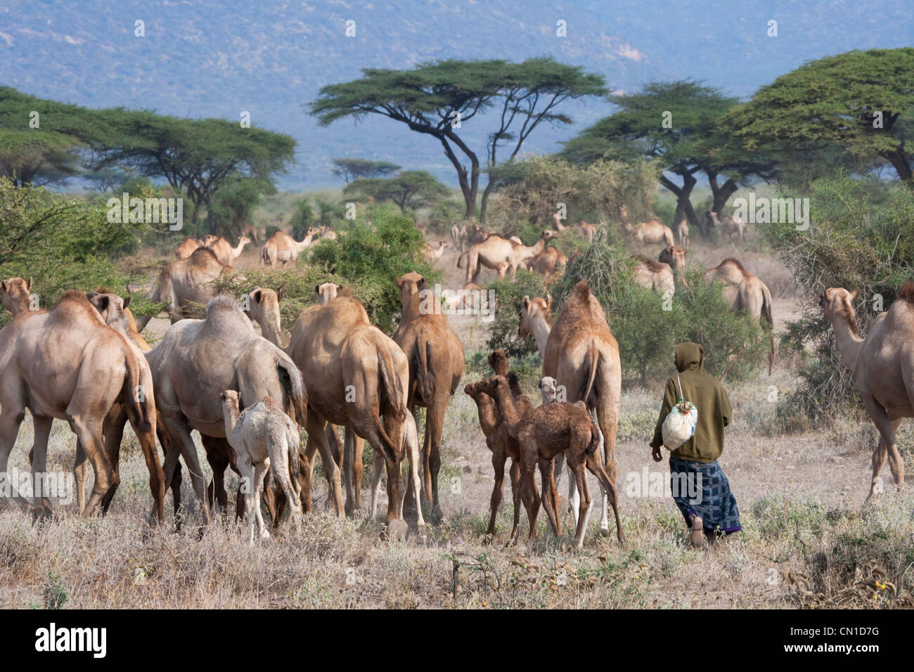 African savanna herding animals hi-res stock photography and images - Alamy