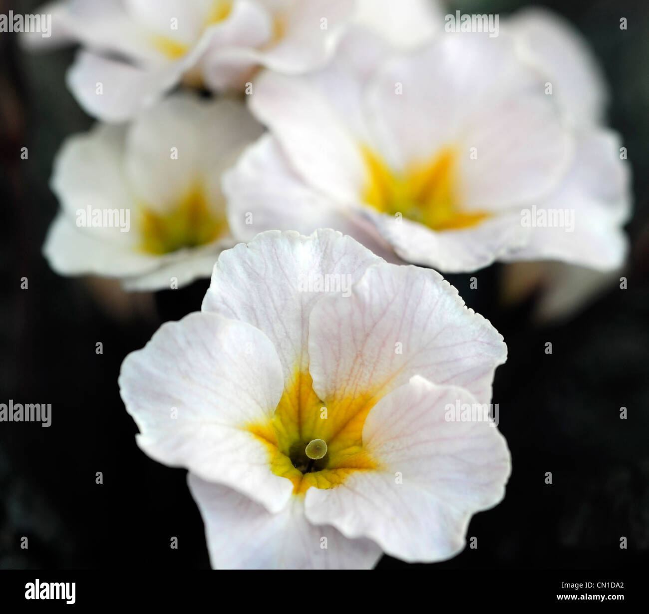 Primula acaulis Drumcliff Kennedy Irish Primrose white flower bloom ...