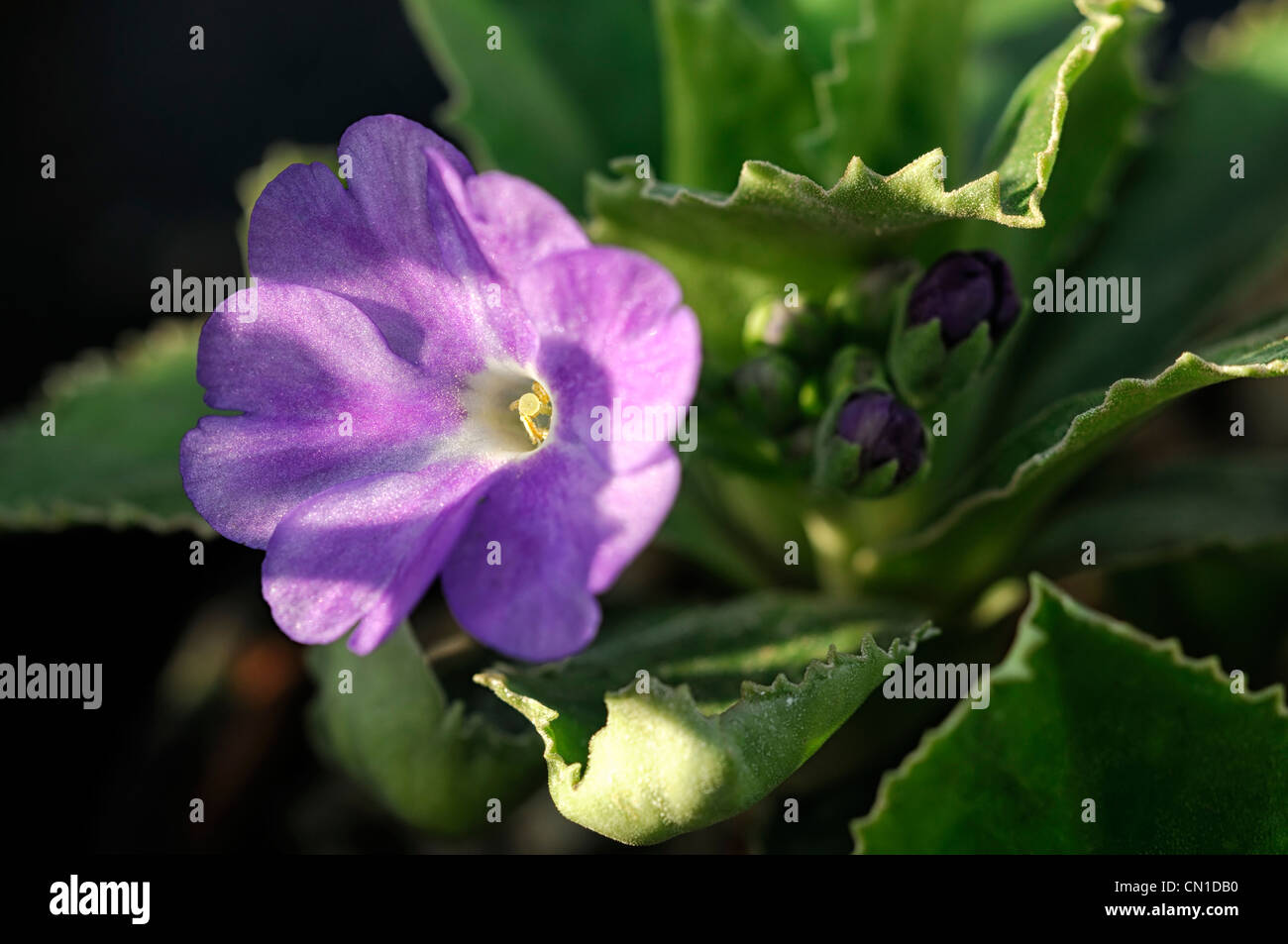 primula marginata Linda Pope flowers purple white eye centre primrose ...