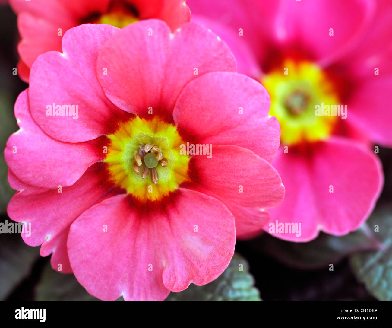 Primula polyanthus hybrid pink flowers with a central yellow eye bloom ...