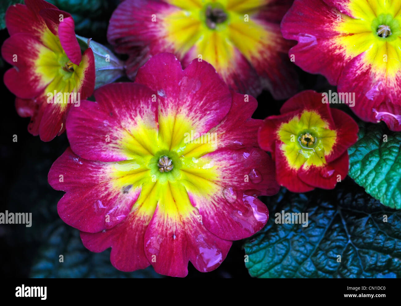 Primula polyanthus hybrid red flowers with a central yellow eye bloom ...