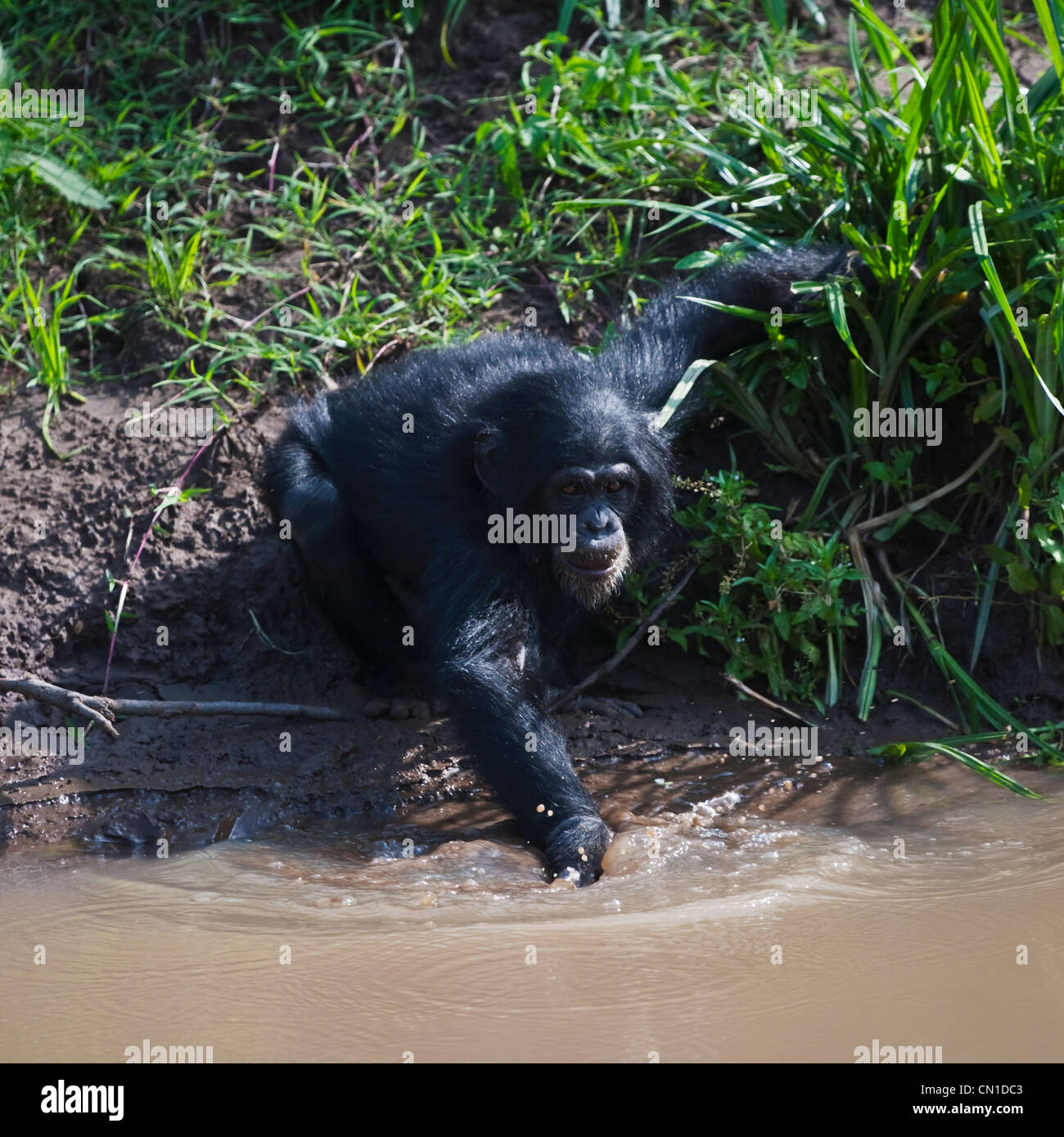 Chimpanzee, Mount Kenya National Park, Kenya Stock Photo - Alamy
