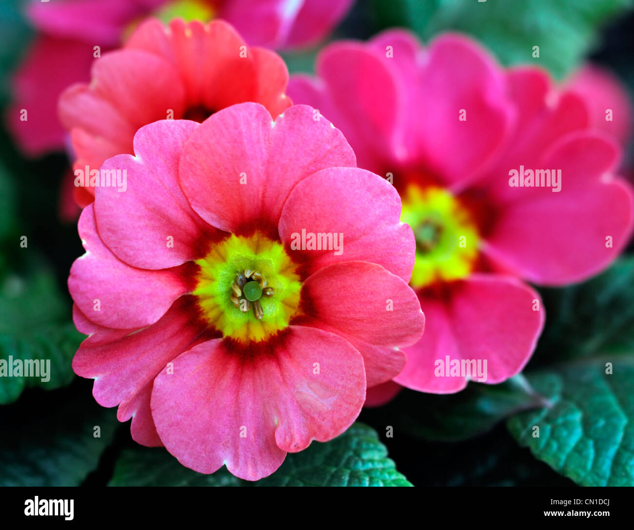 Primula polyanthus hybrid pink flowers with a central yellow eye bloom ...