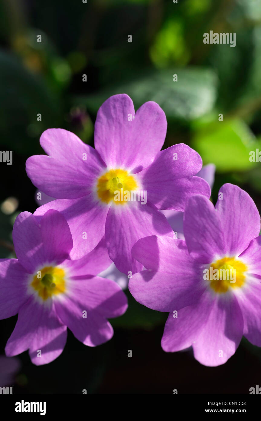Primula vulgaris subsp sibthorpii hi-res stock photography and images ...