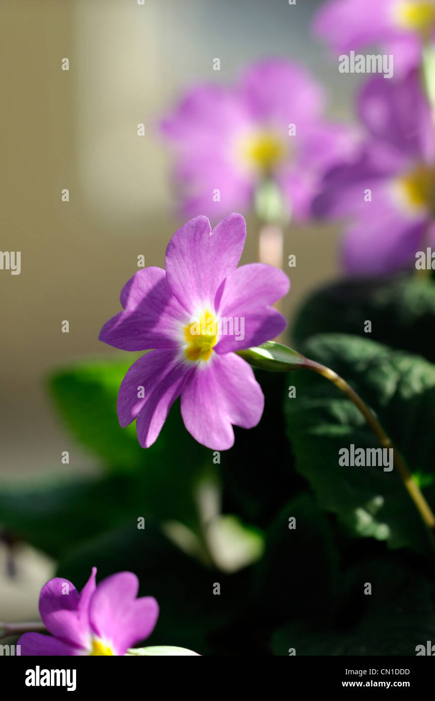 Primula vulgaris subsp sibthorpii hi-res stock photography and images ...