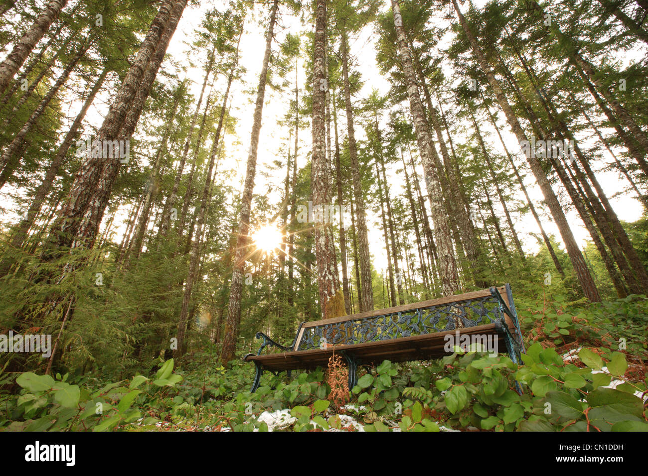 Bench in a forest, near Duncan, Vancouver Island, British Columbia ...