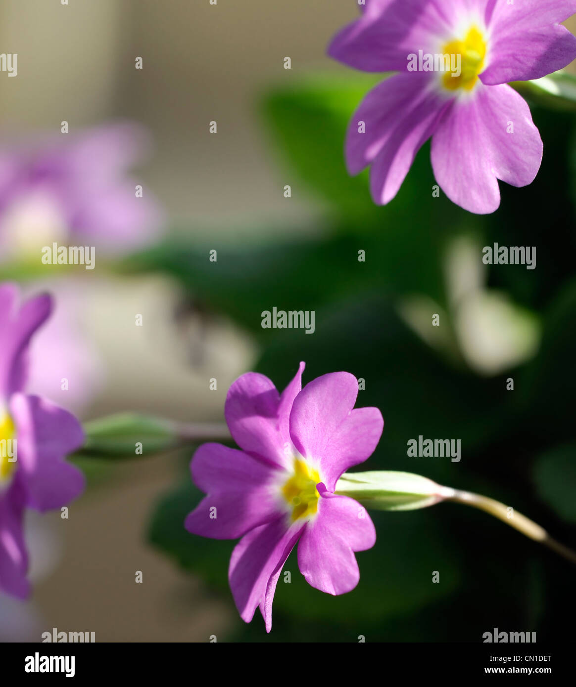 primula vulgaris subsp sibthorpii flowers purple yellow eye centre ...