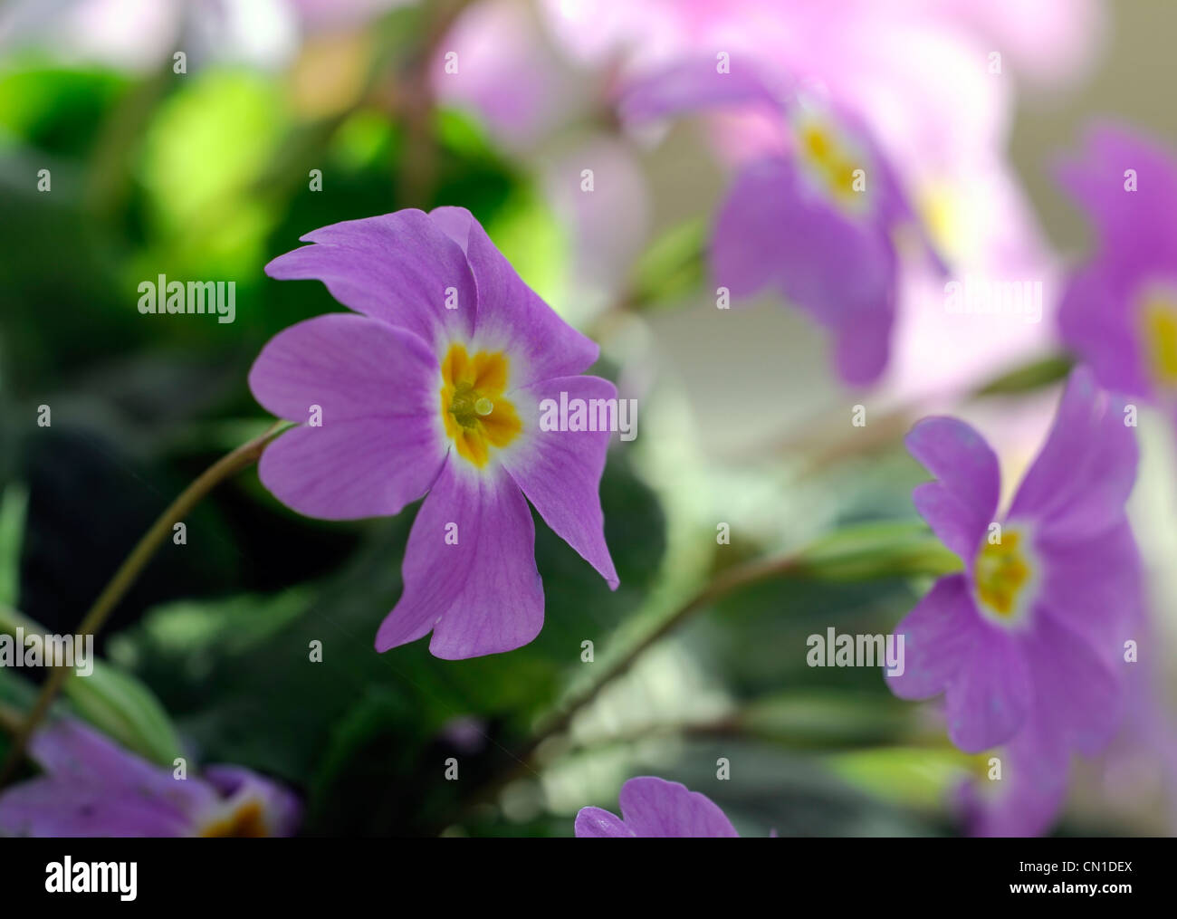 Primula vulgaris subsp sibthorpii flowers hi-res stock photography and ...