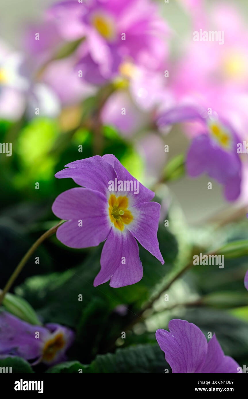 primula vulgaris subsp sibthorpii flowers purple yellow eye centre ...