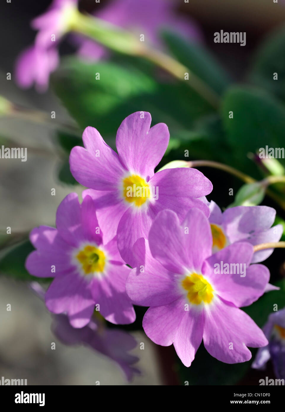 primula vulgaris subsp sibthorpii flowers purple yellow eye centre ...