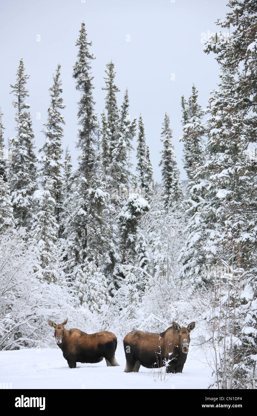 Two moose in deep snow, near Teslin, Yukon Stock Photo - Alamy