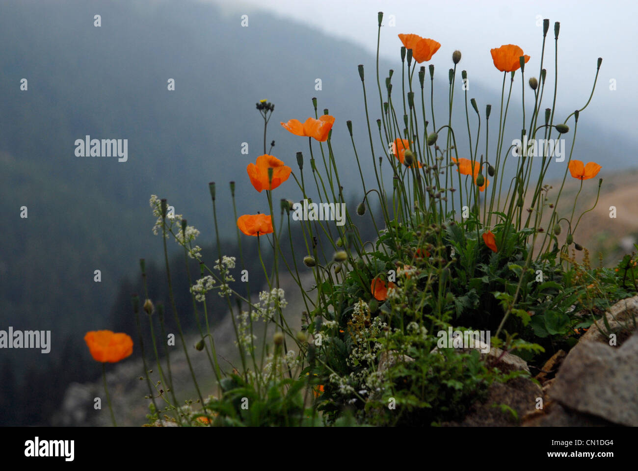 Turkey scenery and nature Stock Photo - Alamy