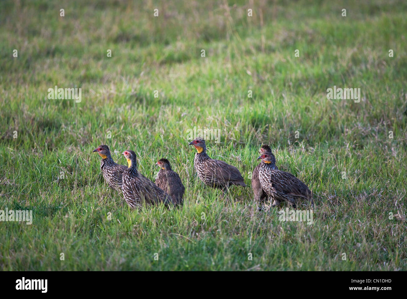 Yellow-necked spurfowl, or Yellow-necked Francolin (Francolinus ...