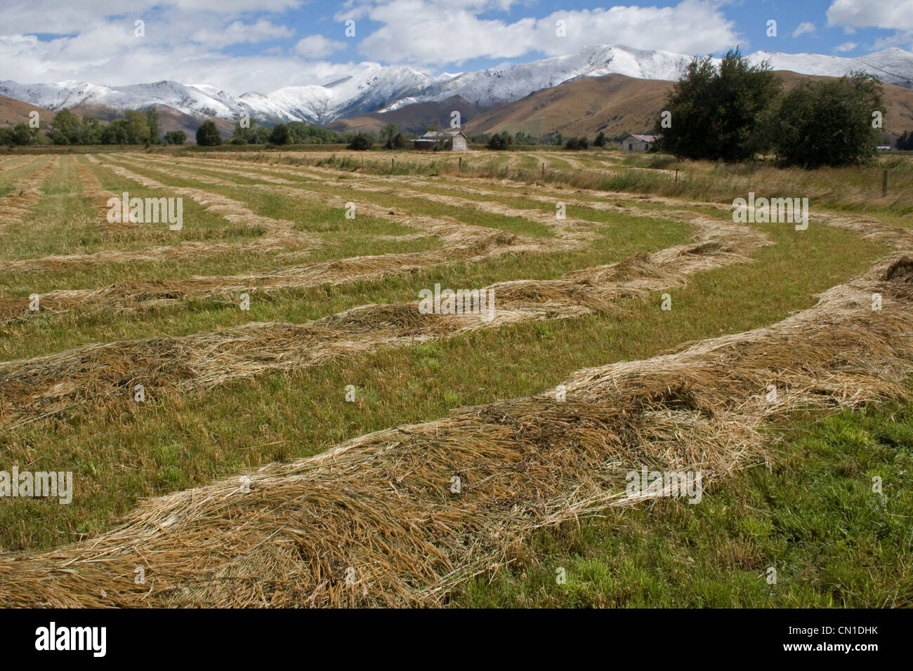 Hay field in new zealand hi-res stock photography and images - Alamy