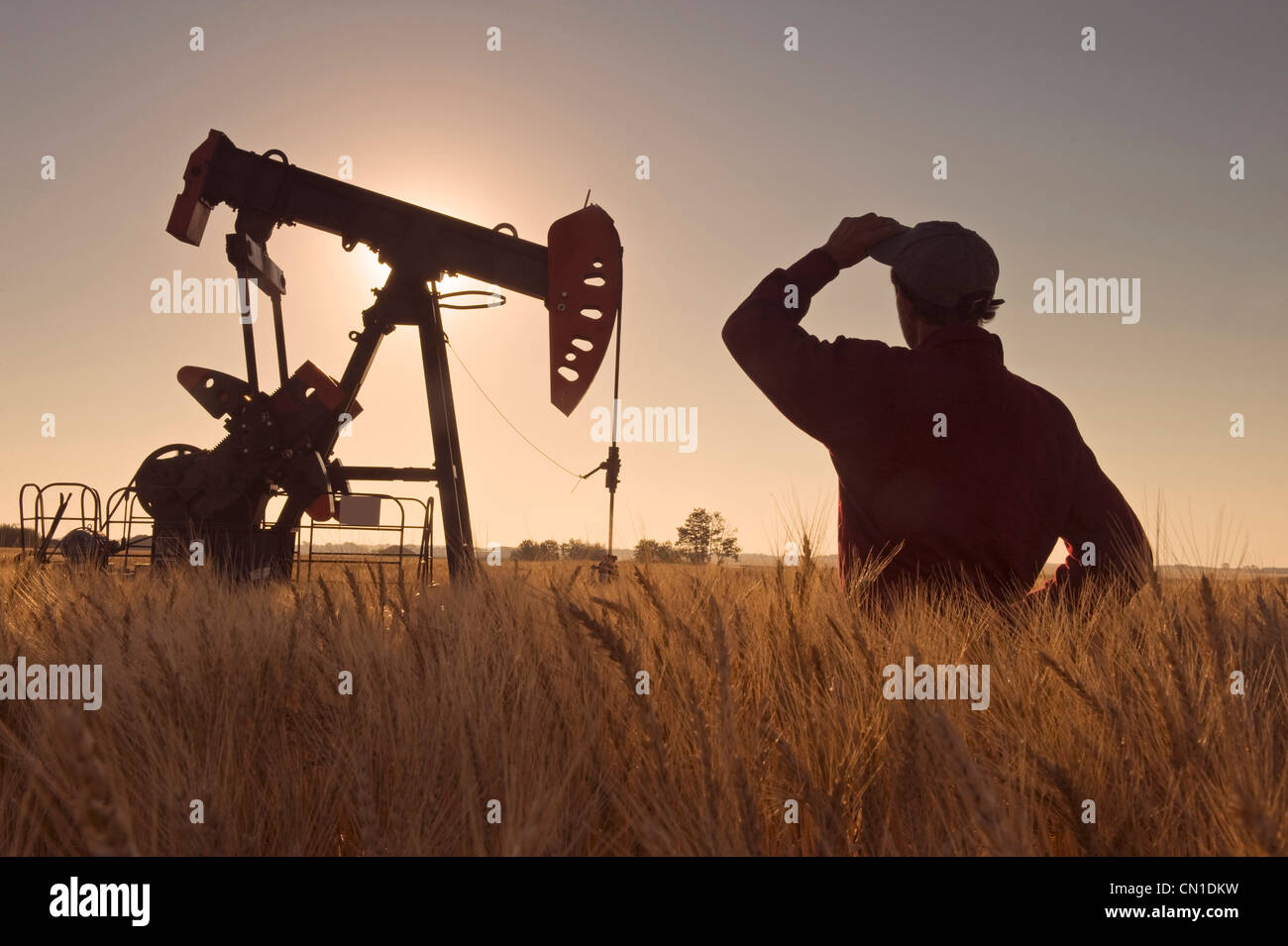 Man looks out over a harvest ready wheat field with an oil pumpjack in ...
