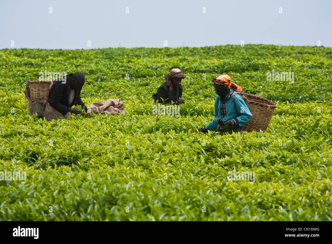 Tea plantation, Kericho, Kenya Stock Photo - Alamy