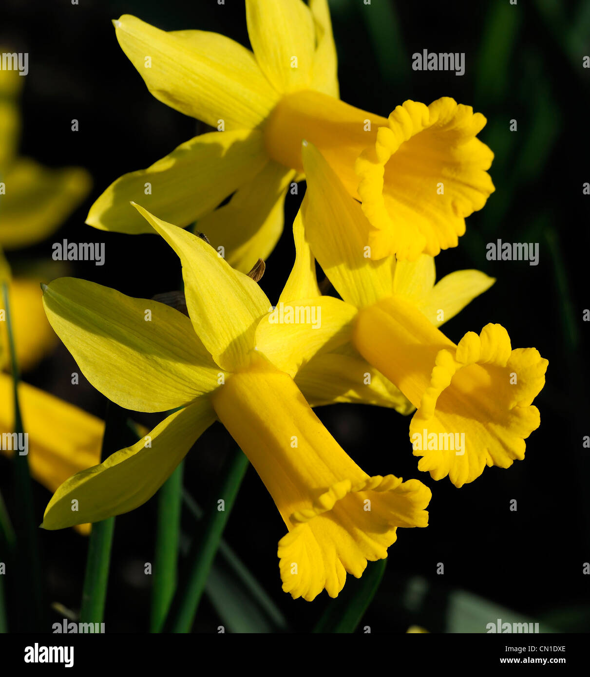 narcissus peeping tom dwarf cyclamineus Div 6 early hybrid long narrow ...