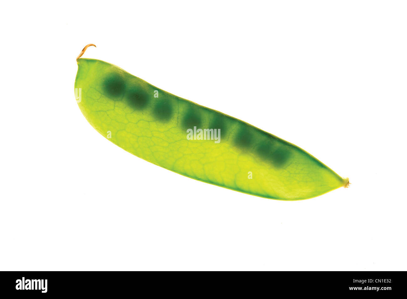 Pea Pod Close-up Stock Photo - Alamy