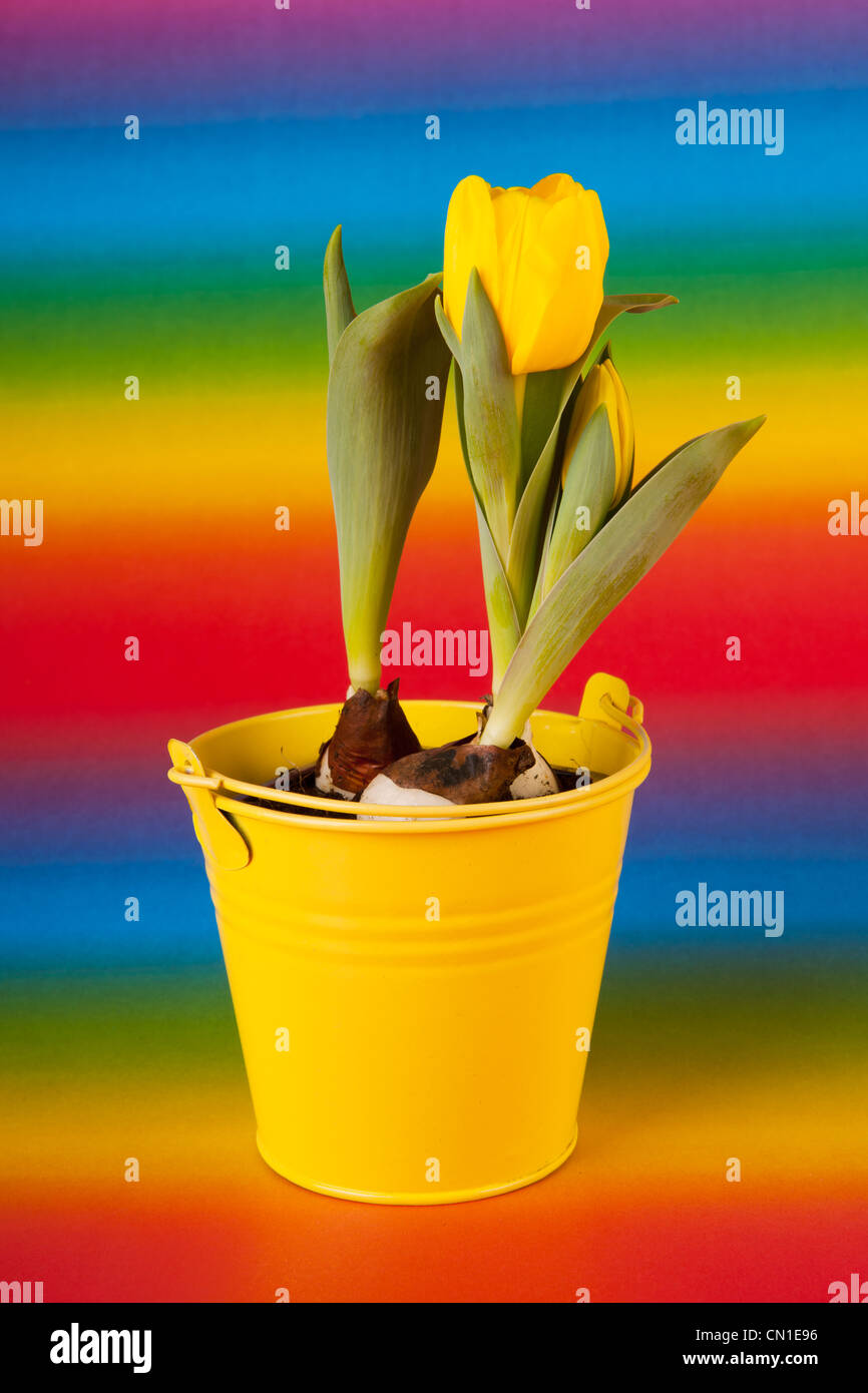Rainbow Pots High Resolution Stock Photography and Images - Alamy