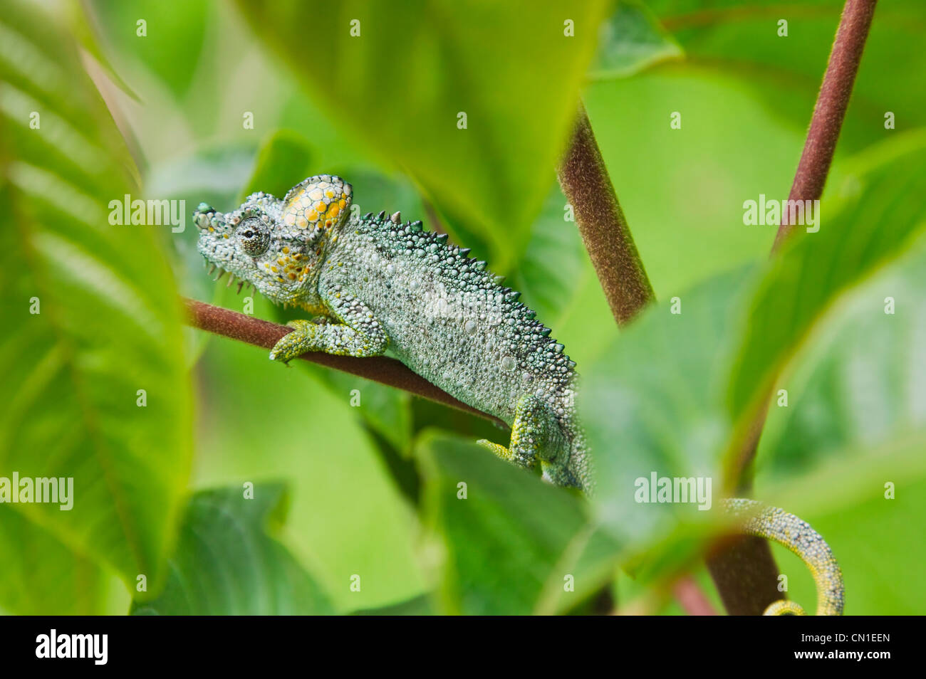 Chameleon, Nakuru, Kenya Stock Photo - Alamy