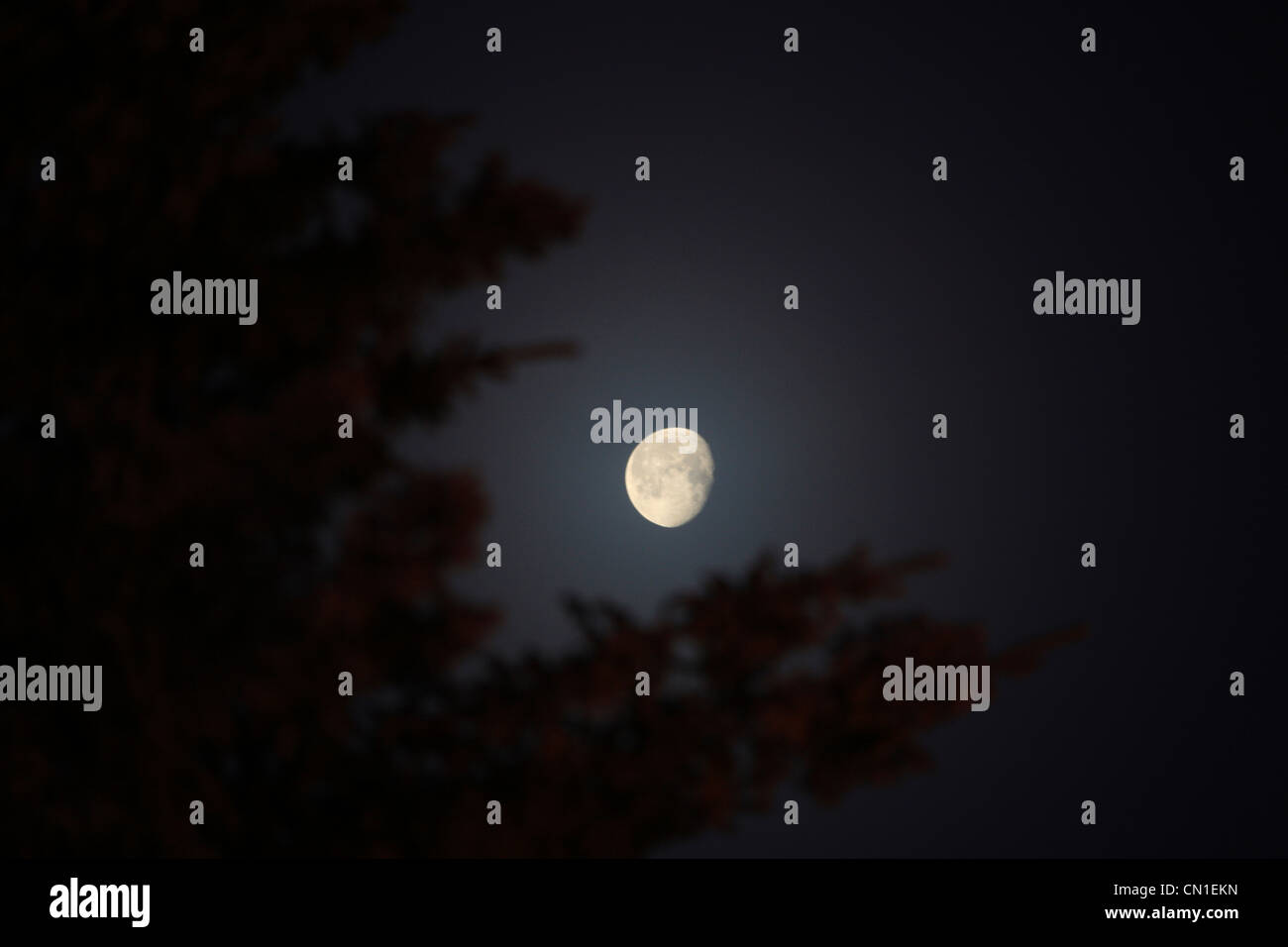 Moon between trees on a misty morning, Teslin, Yukon Stock Photo - Alamy