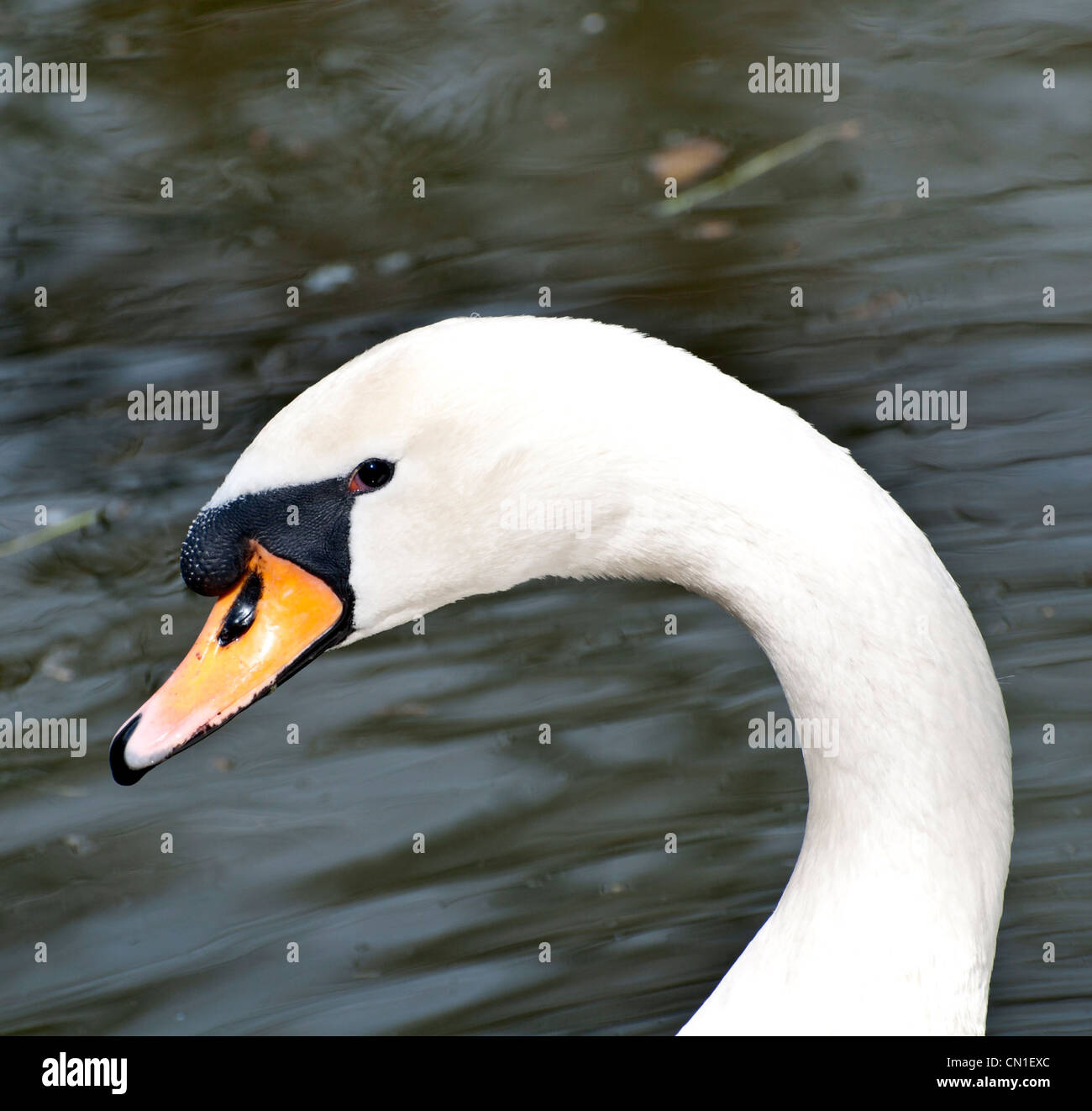 Beautiful white swan portrait Stock Photo - Alamy