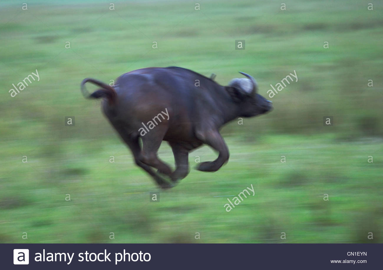 Buffalo Charge High Resolution Stock Photography and Images - Alamy