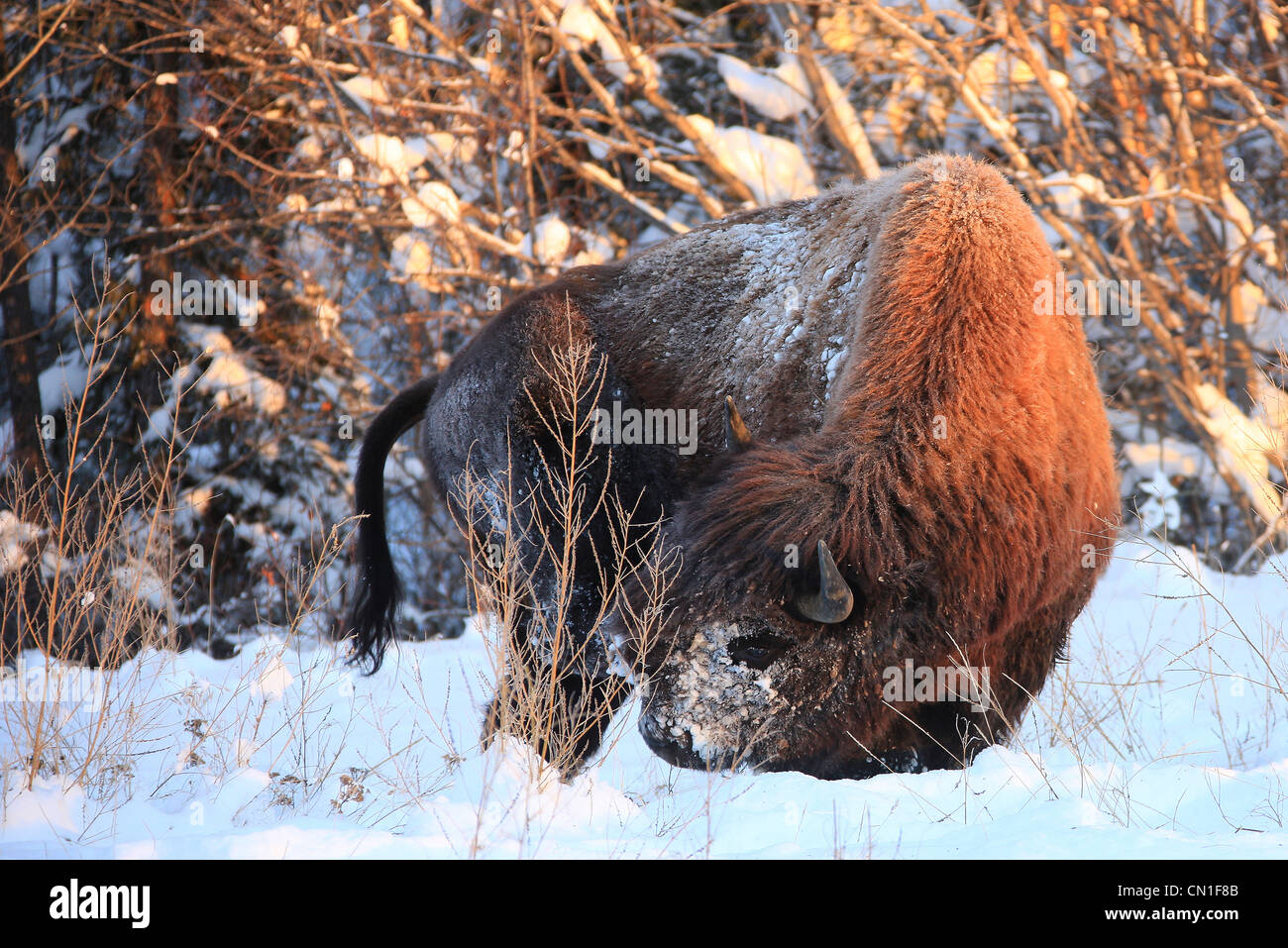 Bison in canadian wilderness hi-res stock photography and images - Alamy