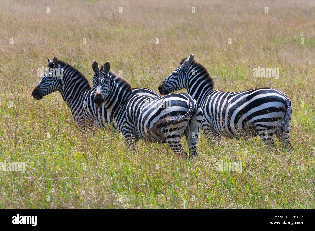 Common Zebra (Equus quagga) in the grass, Masai Mara National Reserve ...