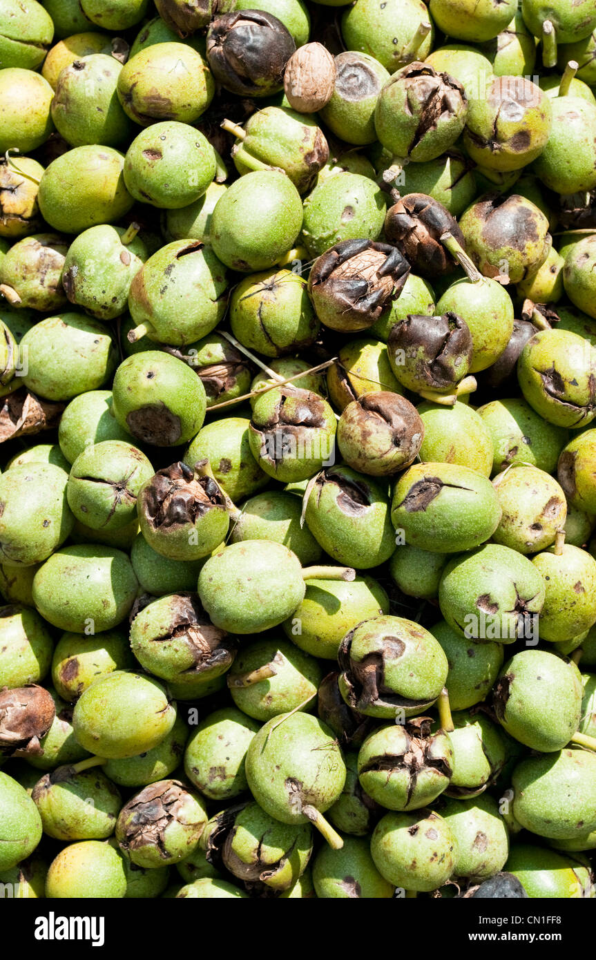 Green walnuts background Stock Photo - Alamy