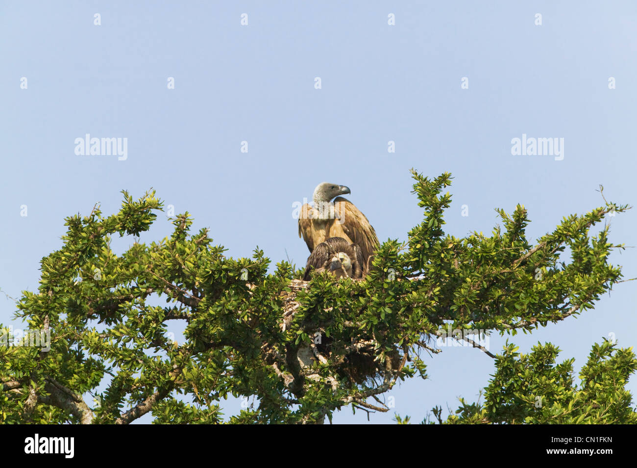 Vulture nest hi-res stock photography and images - Alamy