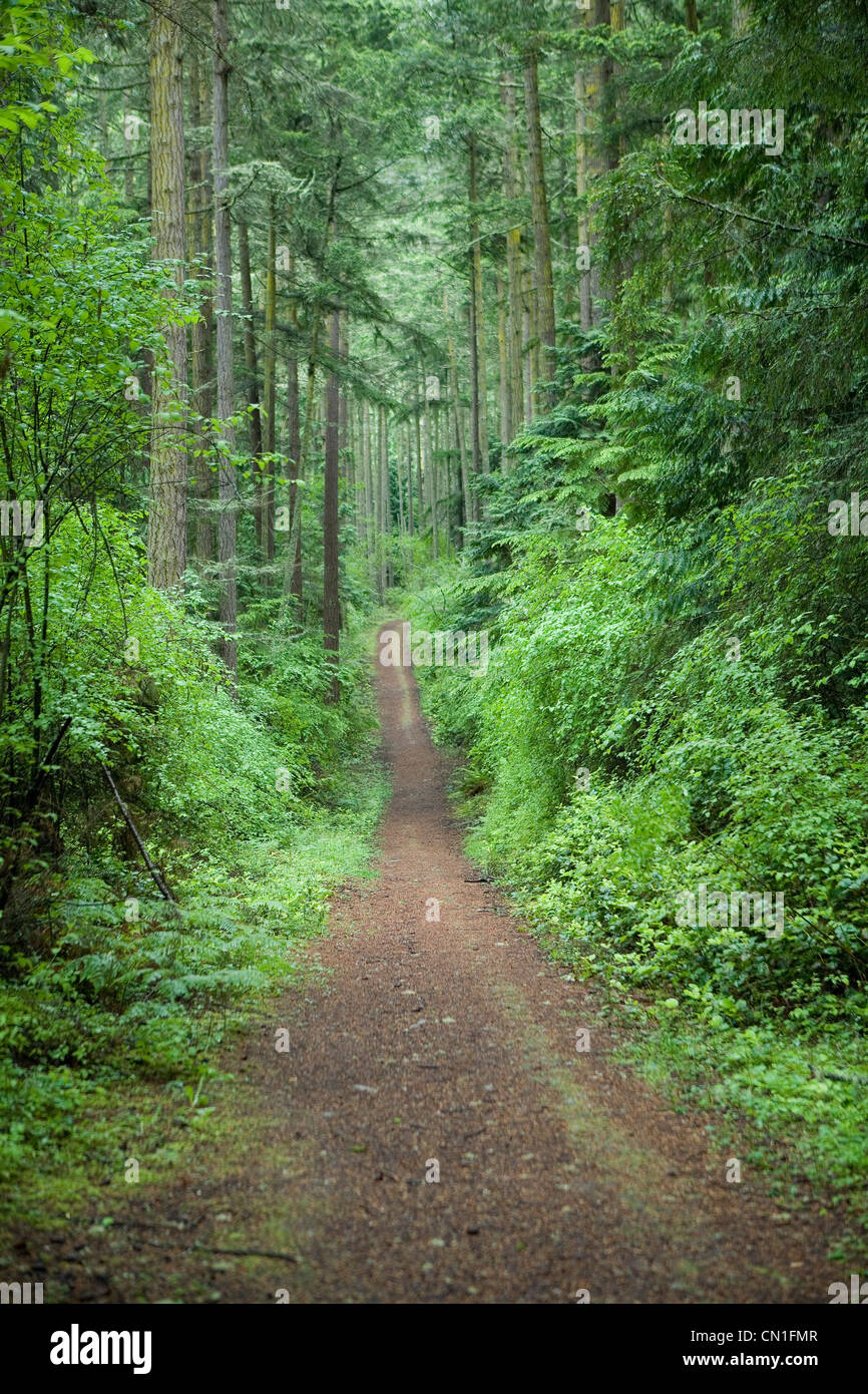 Dirt Path Through Forest Stock Photo - Alamy