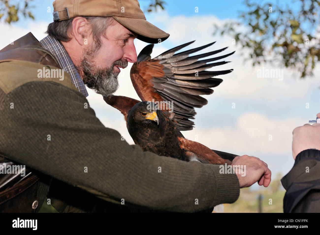 Man carrying wild falcon falco cherrug Stock Photo - Alamy