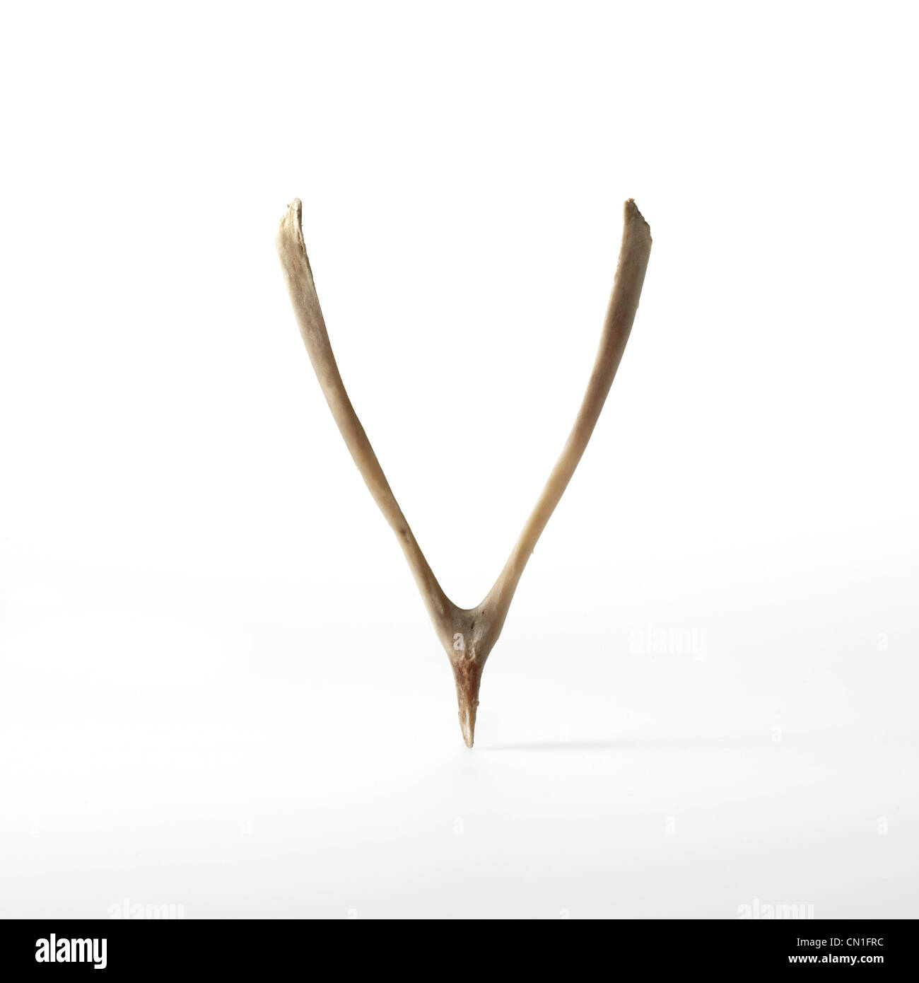 Turkey Wishbone on White Stock Photo - Alamy