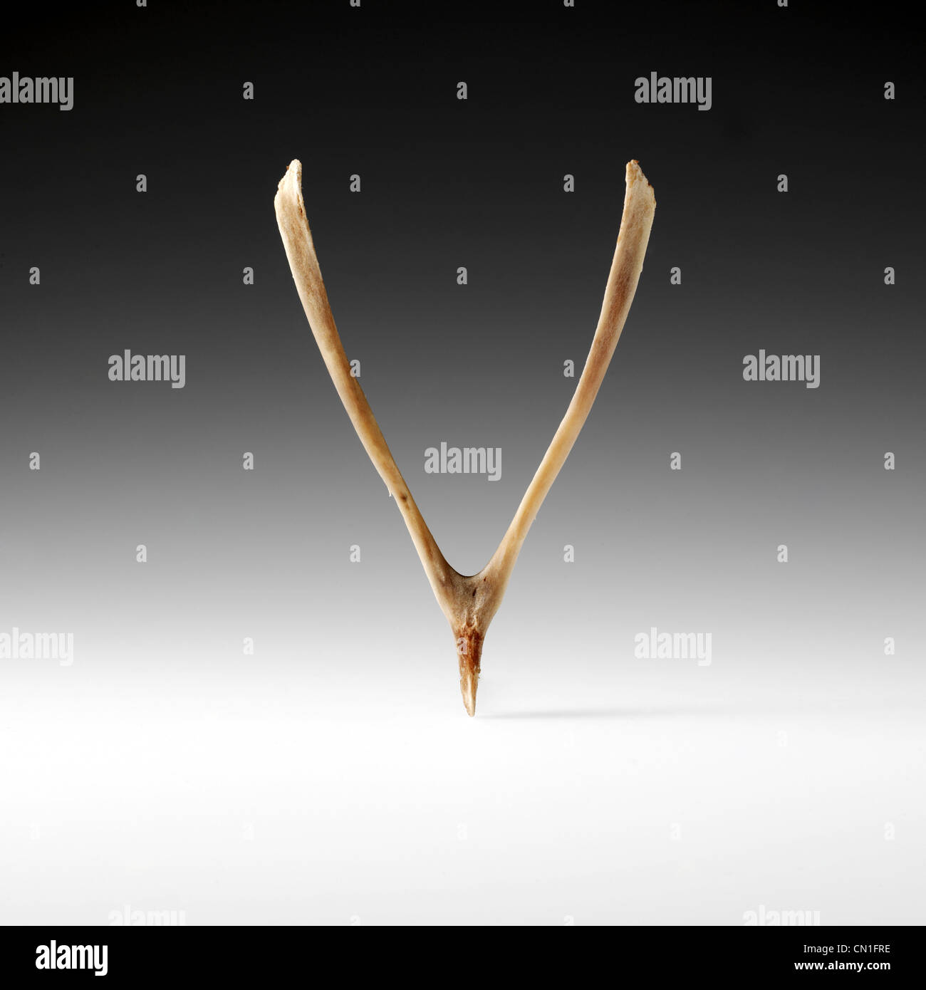 Wishbone on white hi-res stock photography and images - Alamy